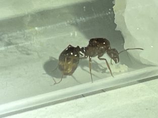 Aphaenogaster Longiceps (Funnel Ant) Queen with some workers. - Ants Online
