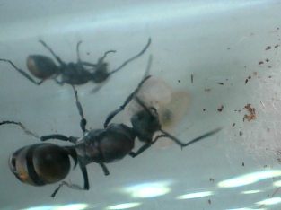 Polyrhachis hookeri queen for sale - Ants Online