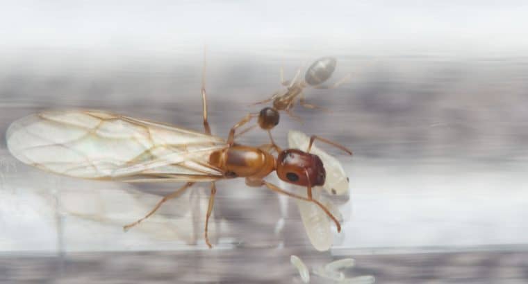 Colobopsis macrocephala - Ants Online