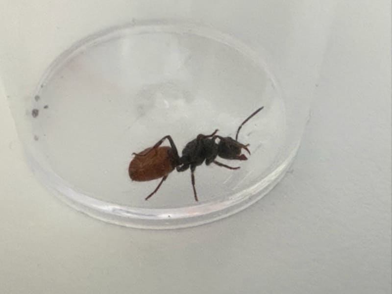 Melophorus, species unknown - Ants Online