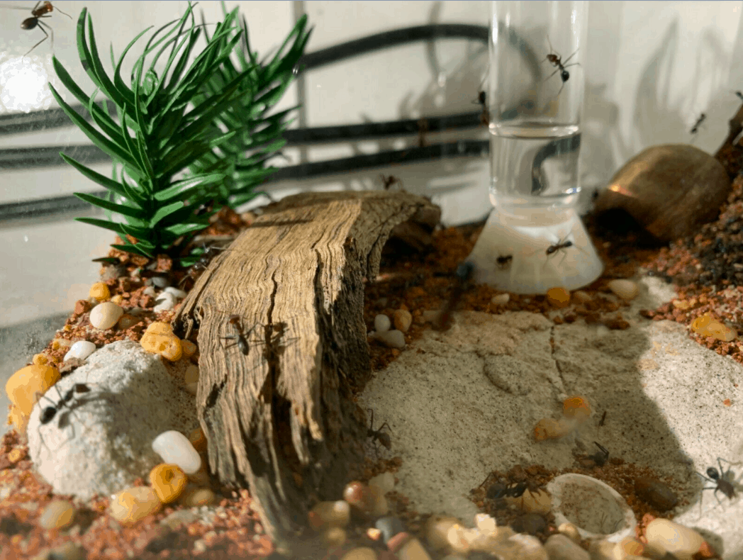 Double Colony Formicarium Ant Farm— Custom Built Heated Display —2 ...