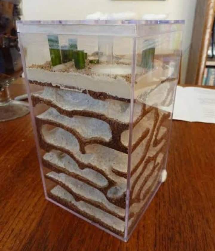 Custom ant nest and outworld THE CHEAPEST EVER - Ants Online