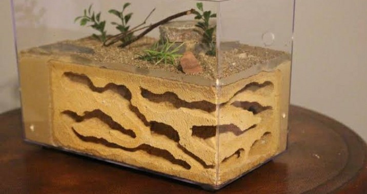 Custom ant nest and outworld THE CHEAPEST EVER - Ants Online