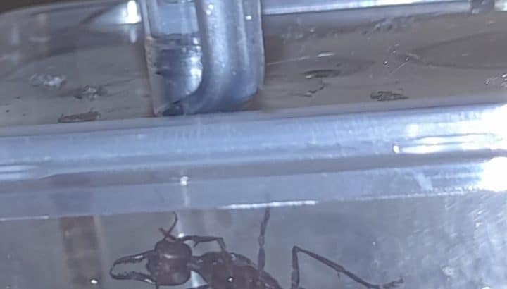 Myrmecia queen - Ants Online