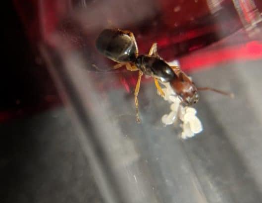 Anonychomyrma Sp - Ants Online