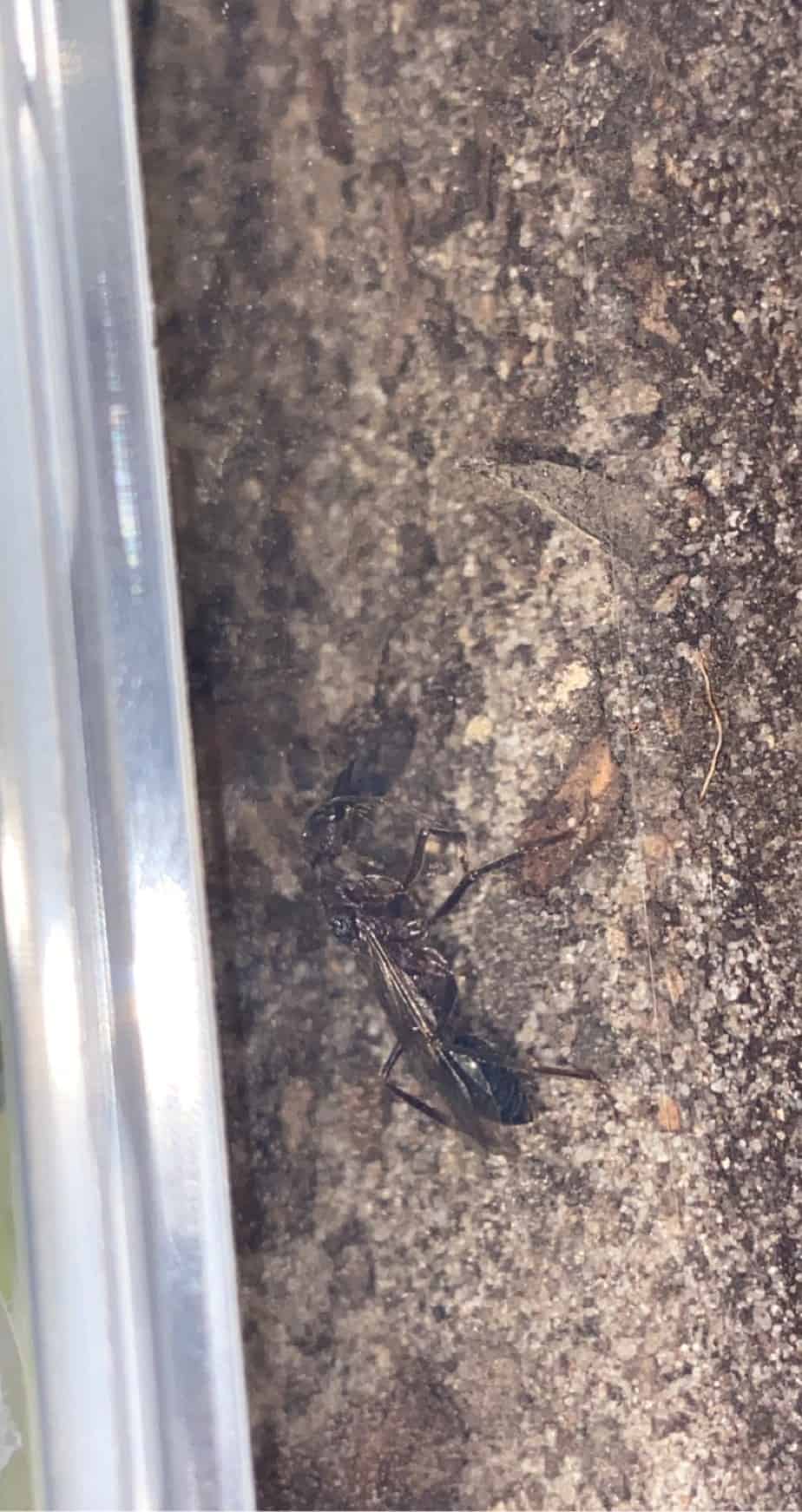 possible Myrmecia queen - Ants Online