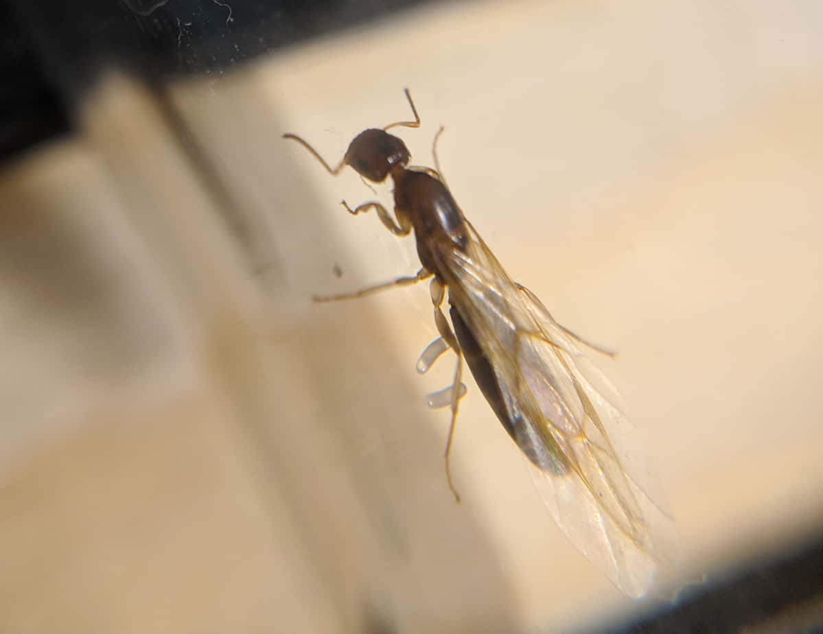 Colobopsis for sale (Melbourne) - Ants Online