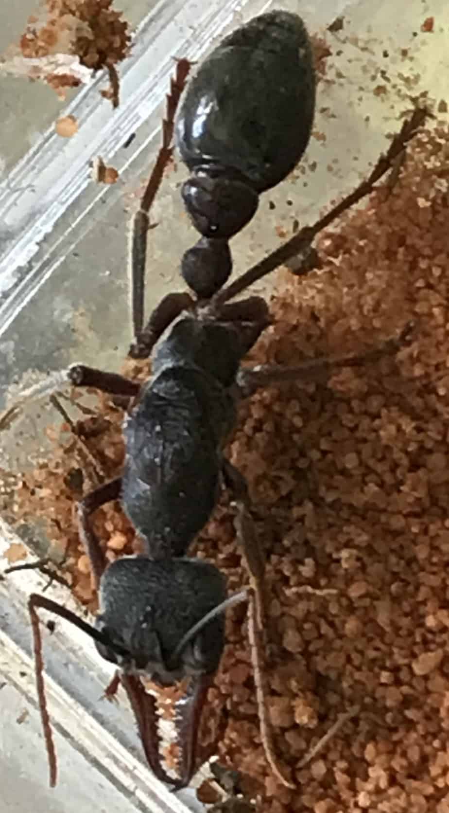 Myrmecia Bullant Pyriformis Queen in founding Bullant Den with brood ...