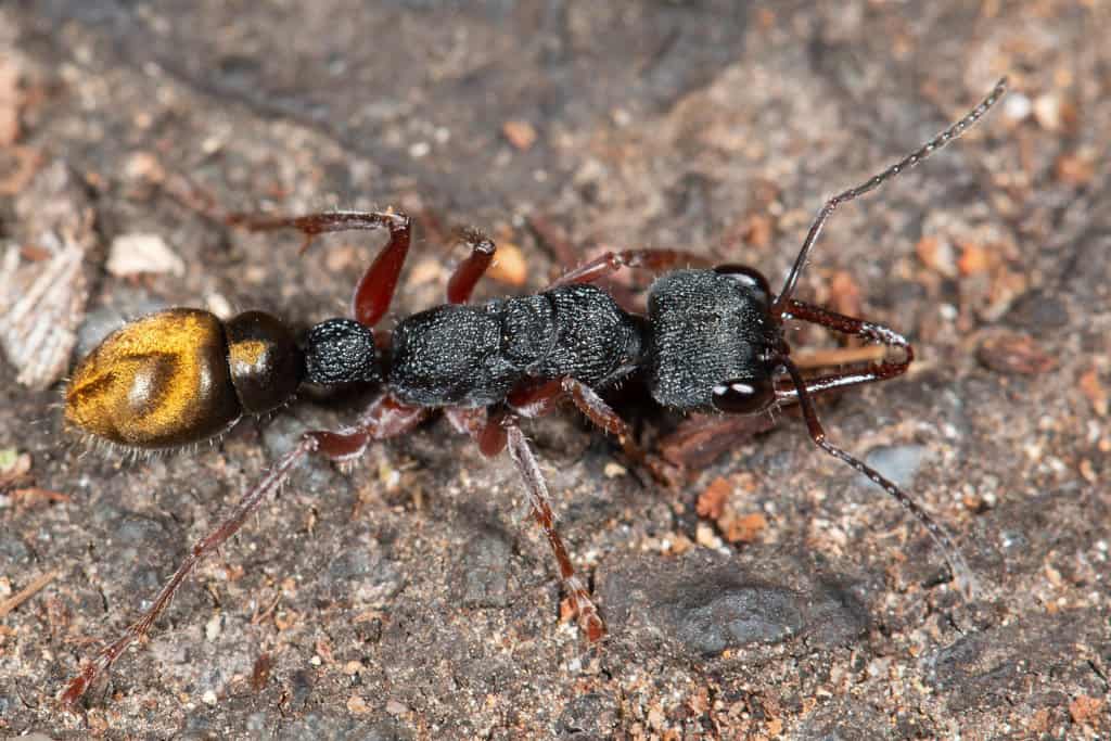 LOTS OF MYRMECIA BULLANT QUEENS FOR SALE - Ants Online