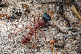 (WTB) Myrmecia callima (and varians worker) - Ants Online