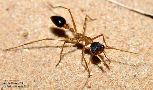 Wanted Myrmecia desertorum - Ants Online