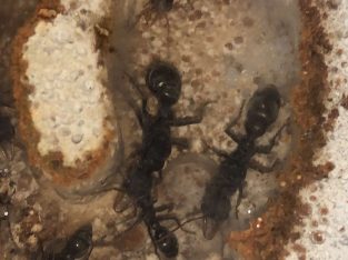Myrmecia and other - Ants Online