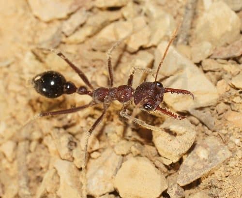 myrmecia simillima - Ants Online