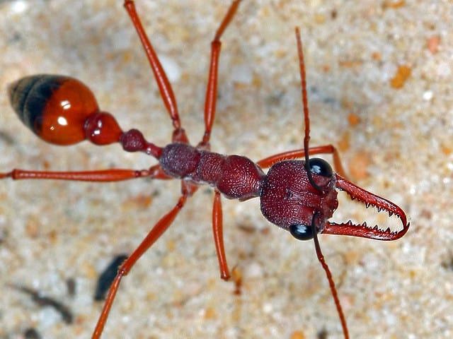 Red Bull Ant