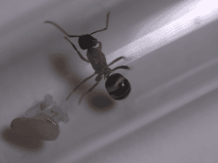 Poly rufifemur fresh from nsw - Ants Online