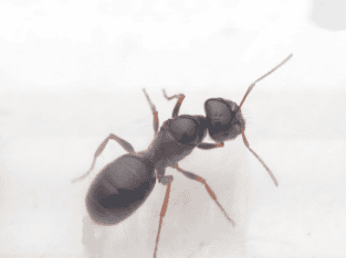 cheap iri queens - Ants Online